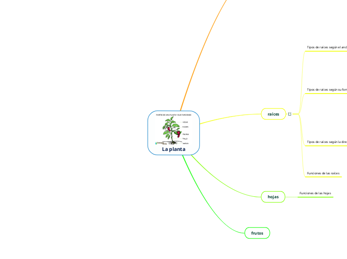 La planta - Mind Map